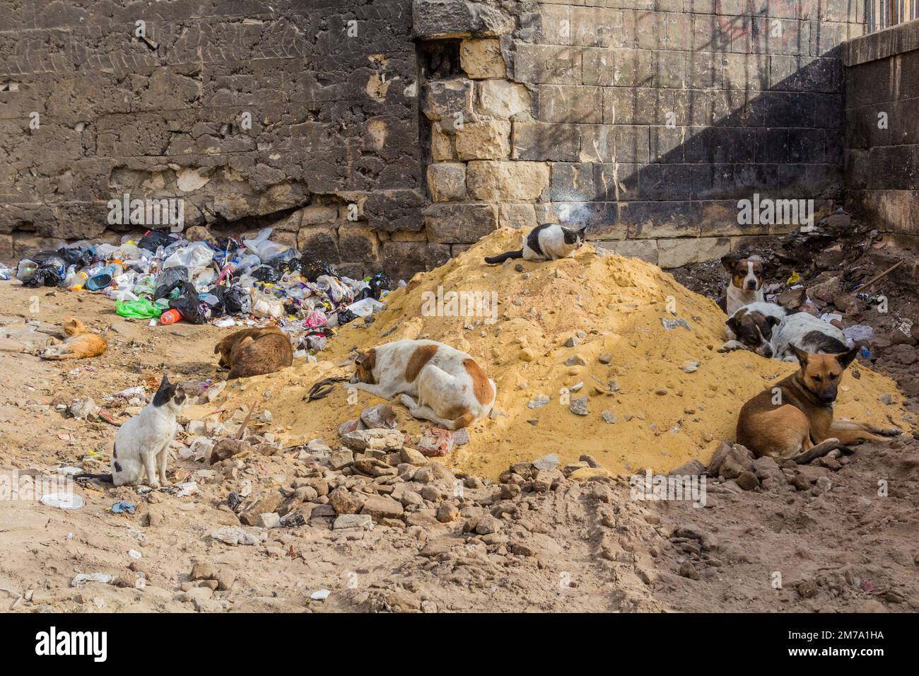 Rubbish with stray dogs adn cats in Cairo, Egypt Stock Photo - Alamy