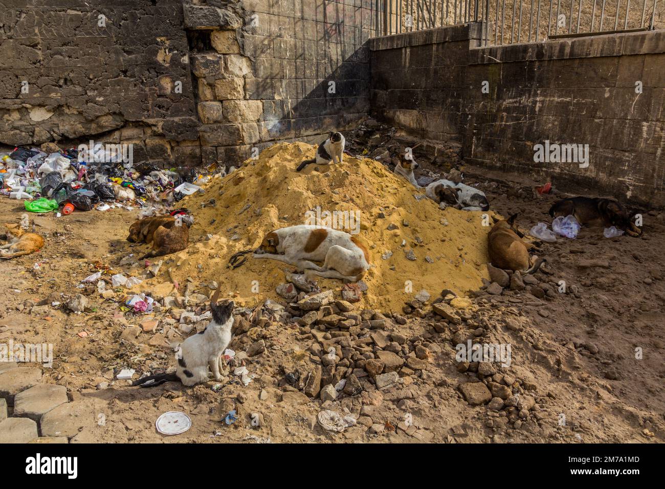 Cats cairo hi-res stock photography and images - Alamy