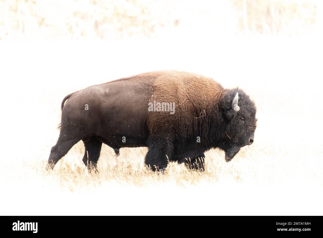 North America, American, USA, Rocky Mountains, West, Yellowstone ...