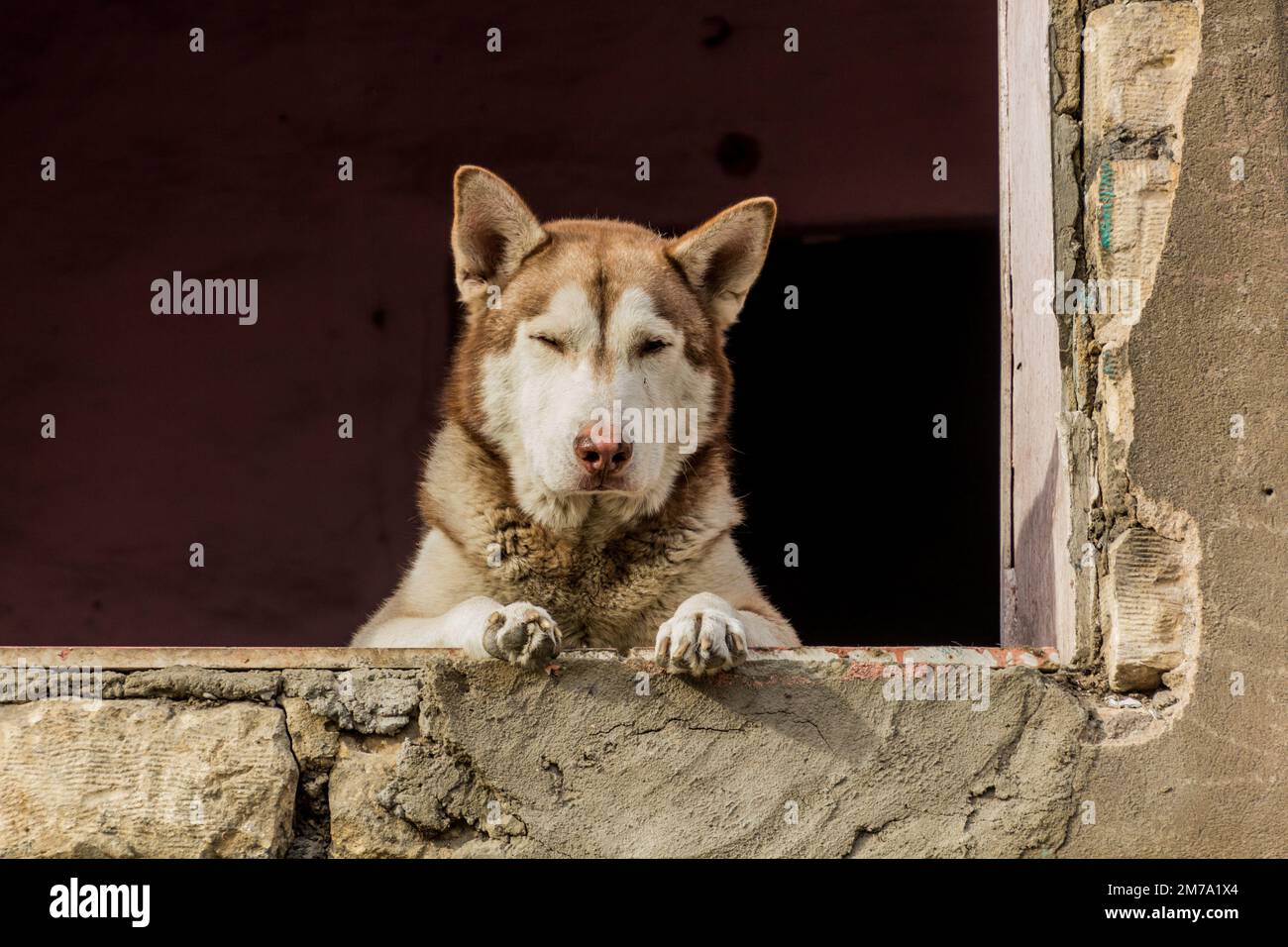 What Happened To Cairo The Dog