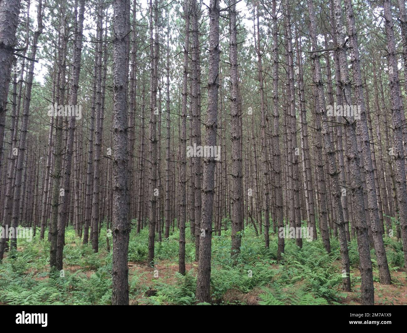 A view of beautiful tall trees in a forest with fresh plants on a ...