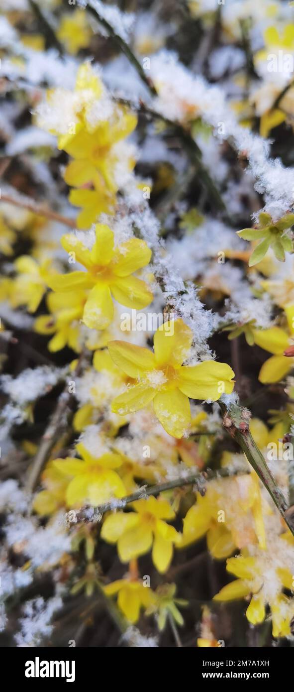 A closeup of beautiful Winter jasmine flowers in a garden Stock Photo ...