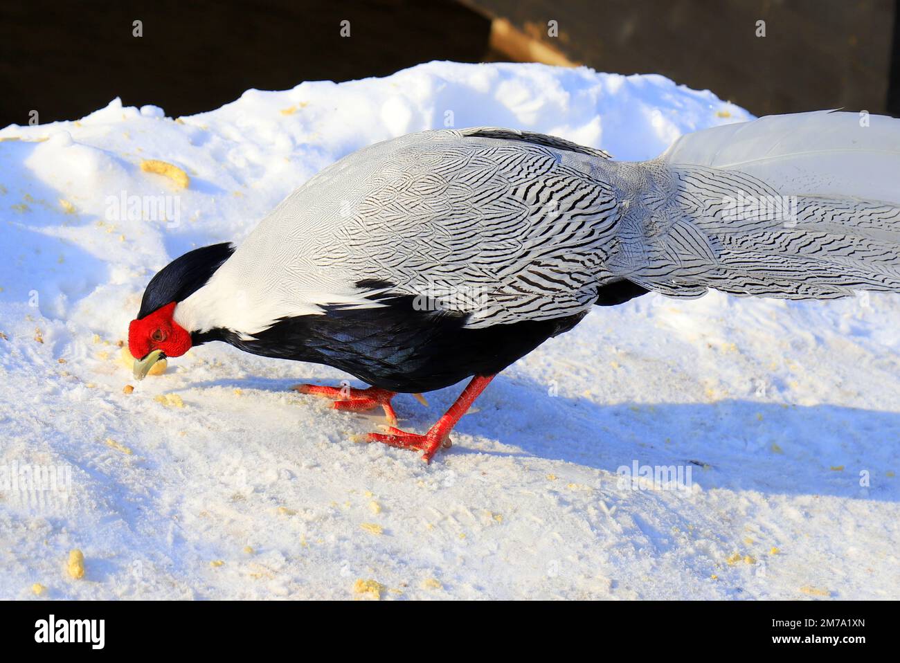 Lofur hi-res stock photography and images - Alamy