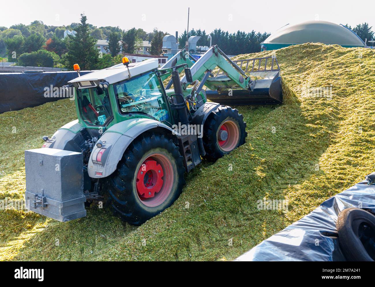 Farmer feeding silage cattle hi-res stock photography and images - Alamy