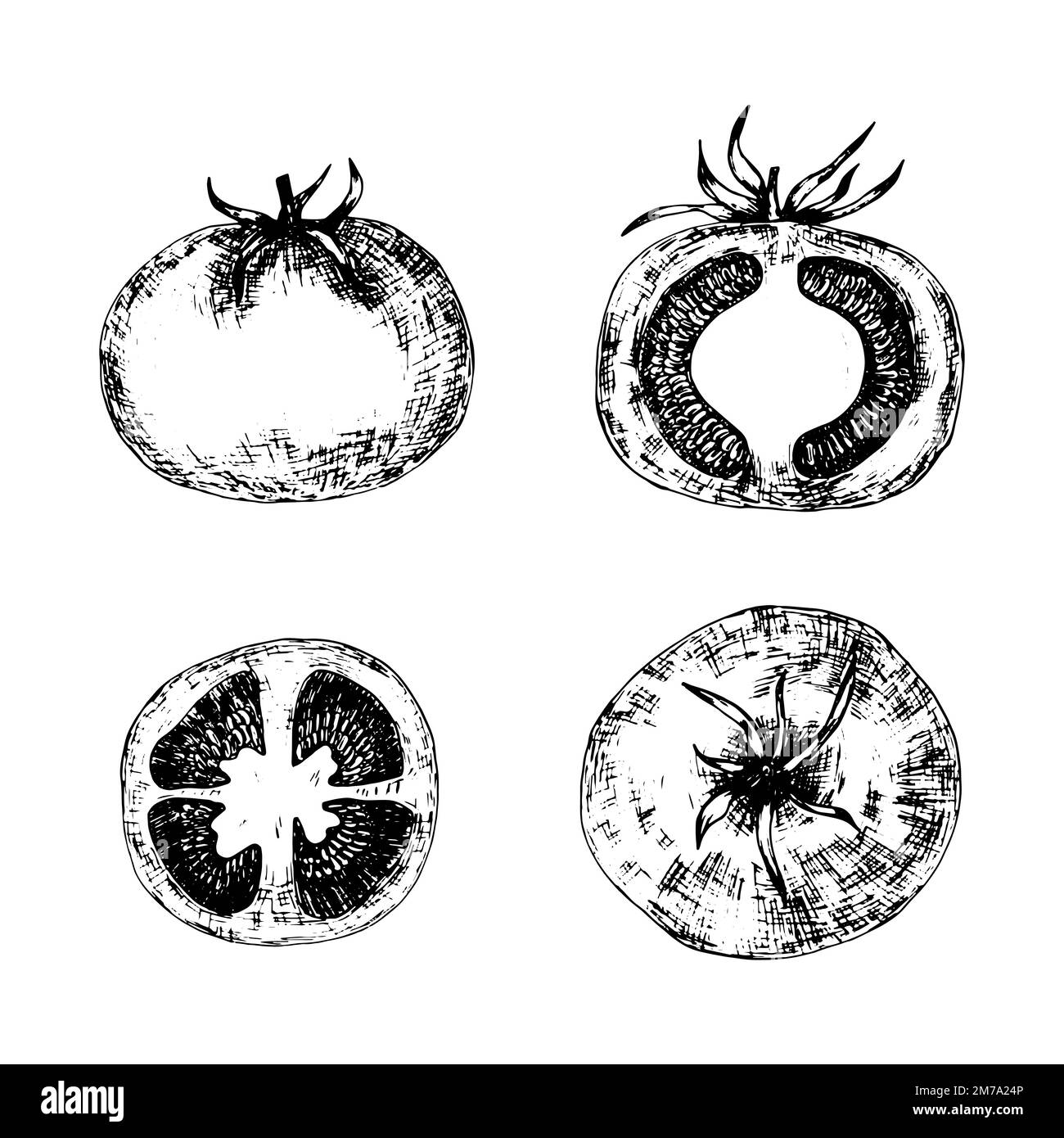 Tomato vector graphic sketch Stock Vector Image & Art - Alamy Tomato vector graphic sketch Stock Vector Image & Art - Alamy
