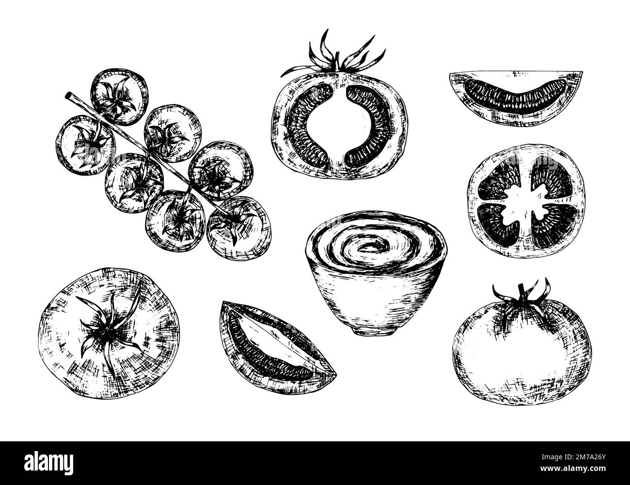 Tomato vector graphic sketch Stock Vector Image & Art - Alamy Tomato vector graphic sketch Stock Vector Image & Art - Alamy