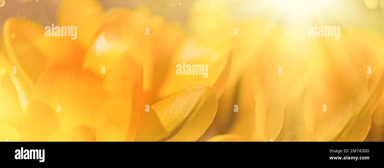 Crocus, crocuses or croci that blooms in the meadow. Bulbous plant to ...