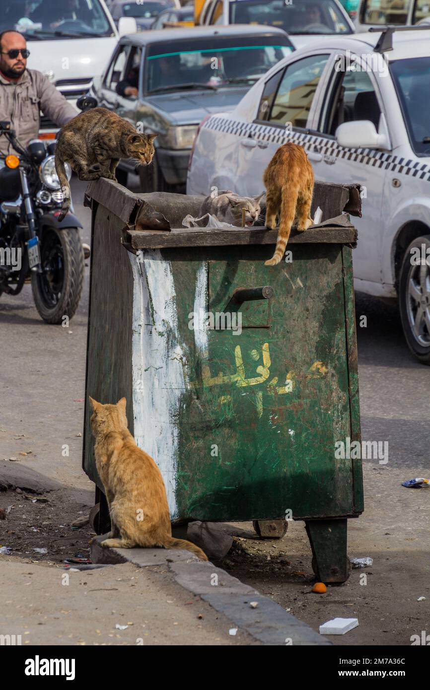 CAIRO, EGYPT - JANUARY 29, 2019: Stray cats eating from a rubbish bin ...