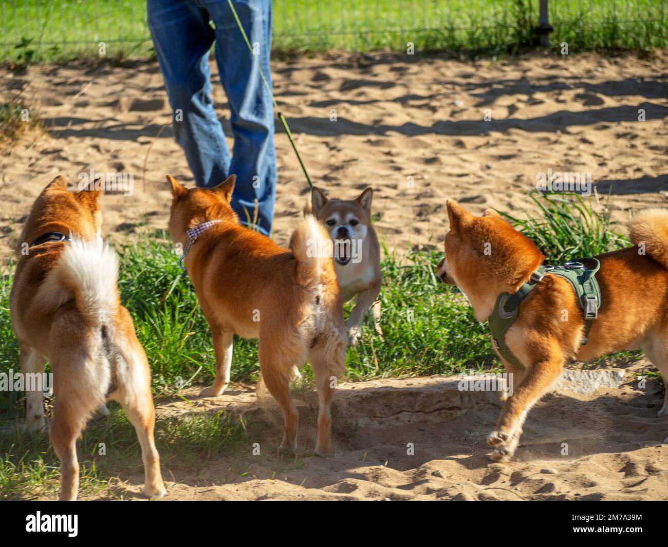Shiba Inu plays on the dog playground in the park. Cute dog of shiba ...