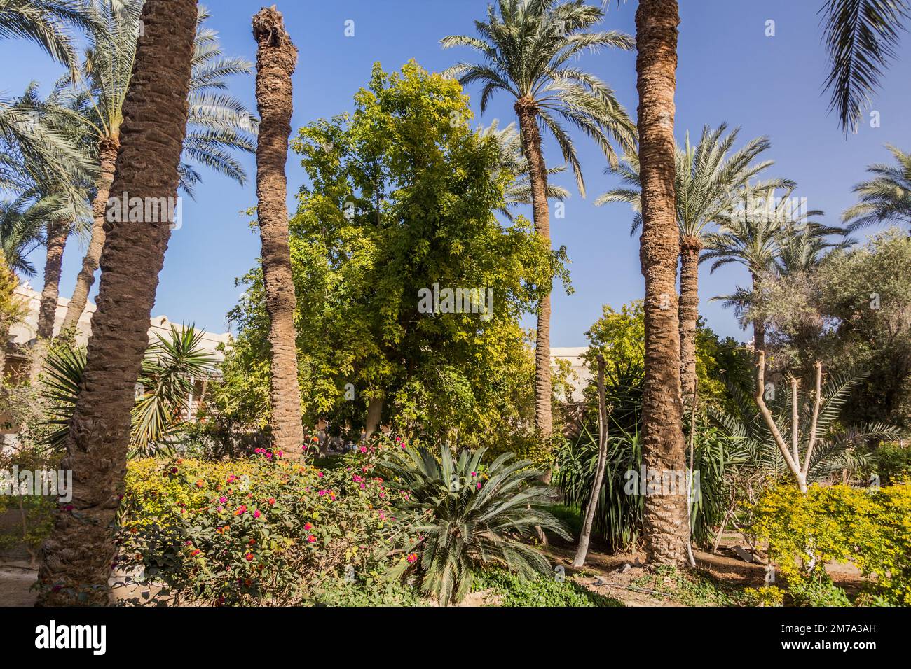Egyptian palm forest hi-res stock photography and images - Alamy