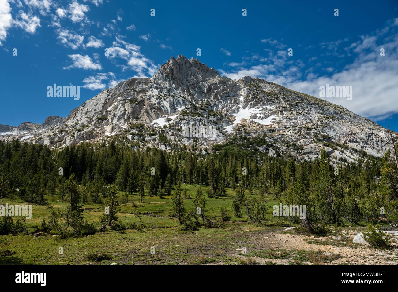 Pine Trees and Field Below Ragged Peak in Yosemite Stock Photo - Alamy