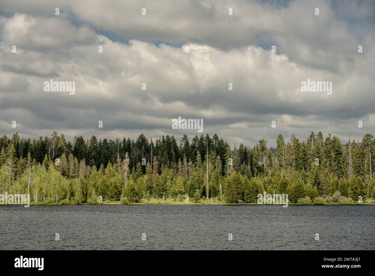 Pine trees line shore hi-res stock photography and images - Alamy