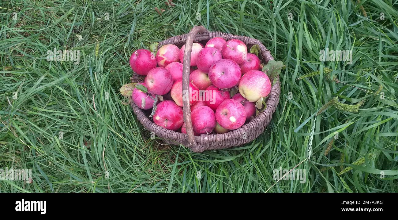 Red apples in a wicker basket among the green grass. Top view Stock ...