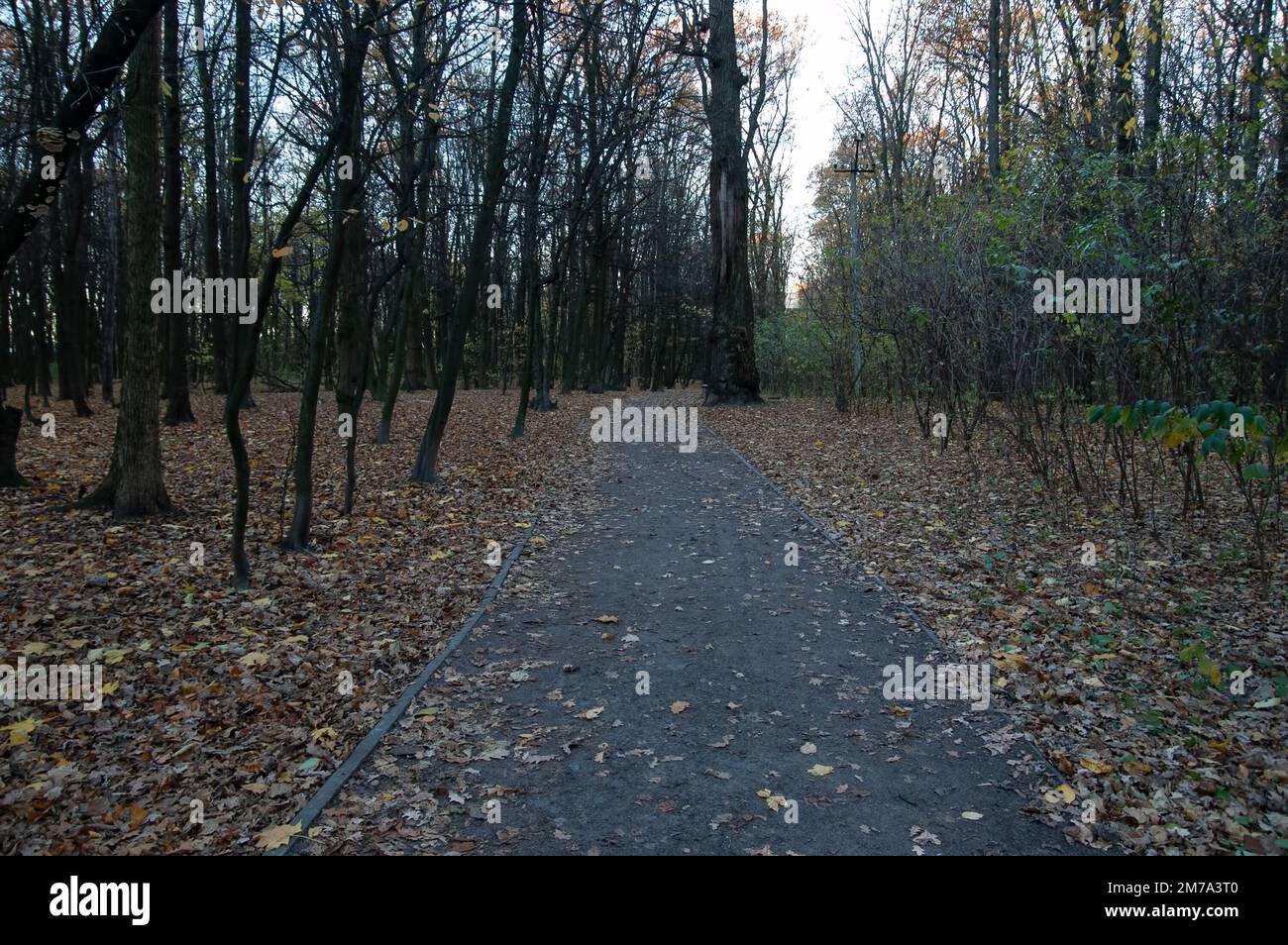 Autumn background: the path is covered with fallen leaves Stock Photo ...