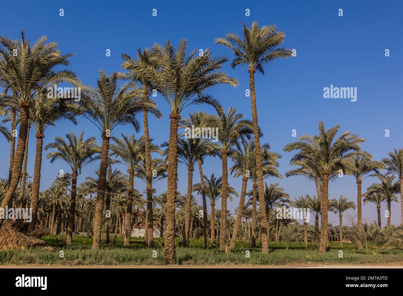 Egypt grove hi-res stock photography and images - Alamy