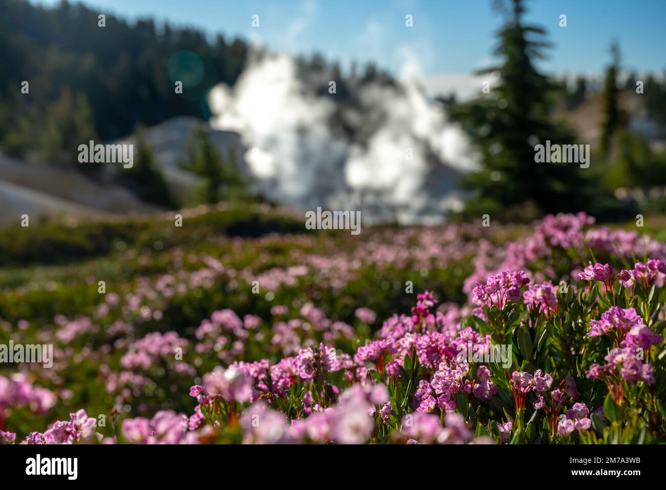 Rolling Blanket of Purple Heath And Pines In Bumpass Hell Area in ...
