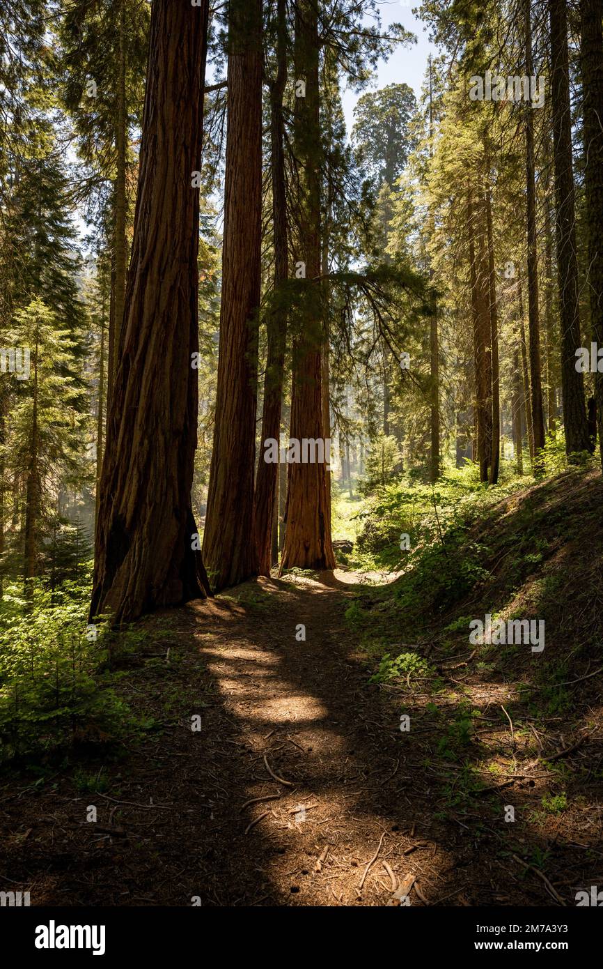 Sequoia Trees Cast Shadows Across Trail In Summer in California park ...