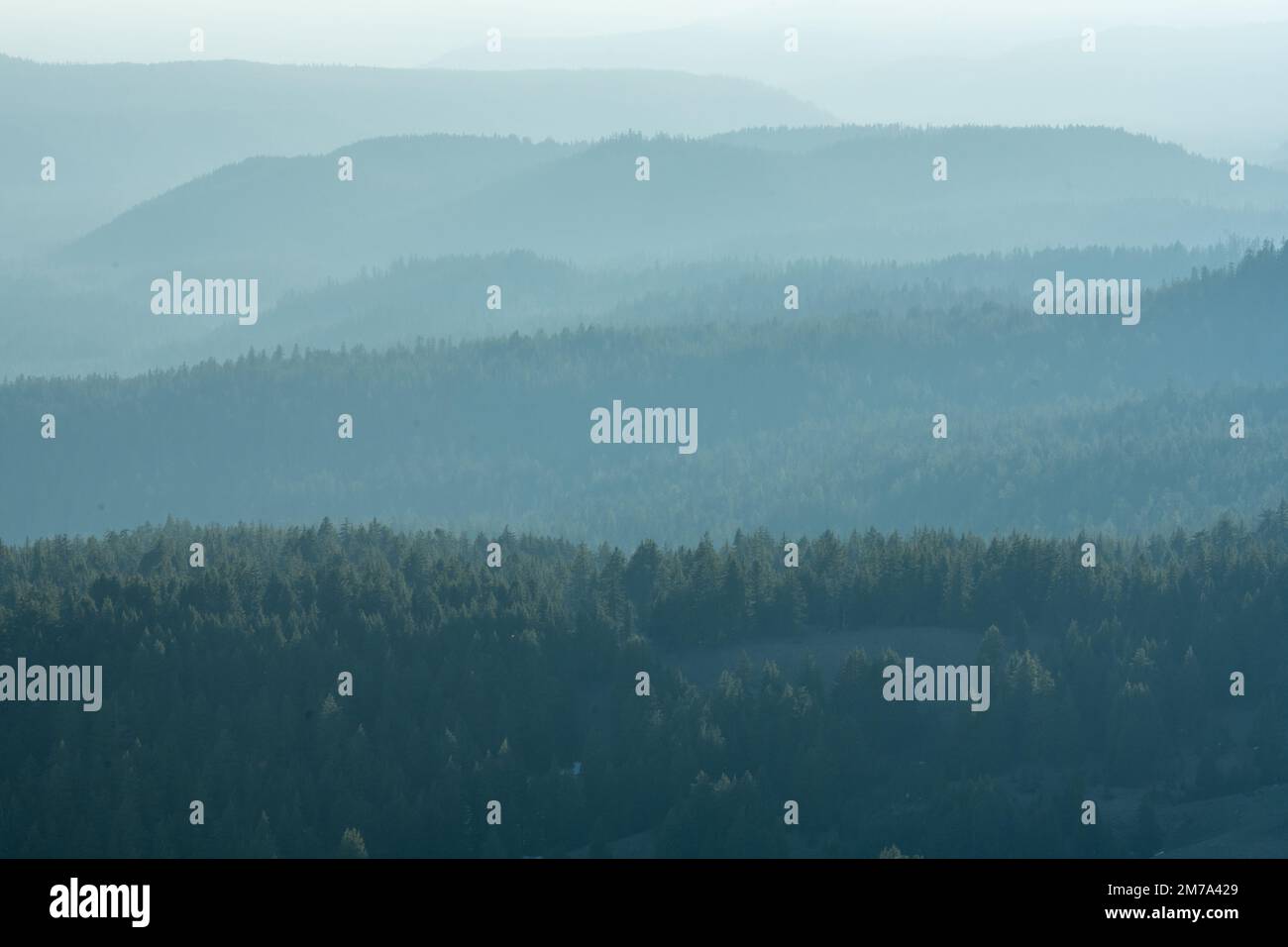 Layers of forest hi-res stock photography and images - Alamy