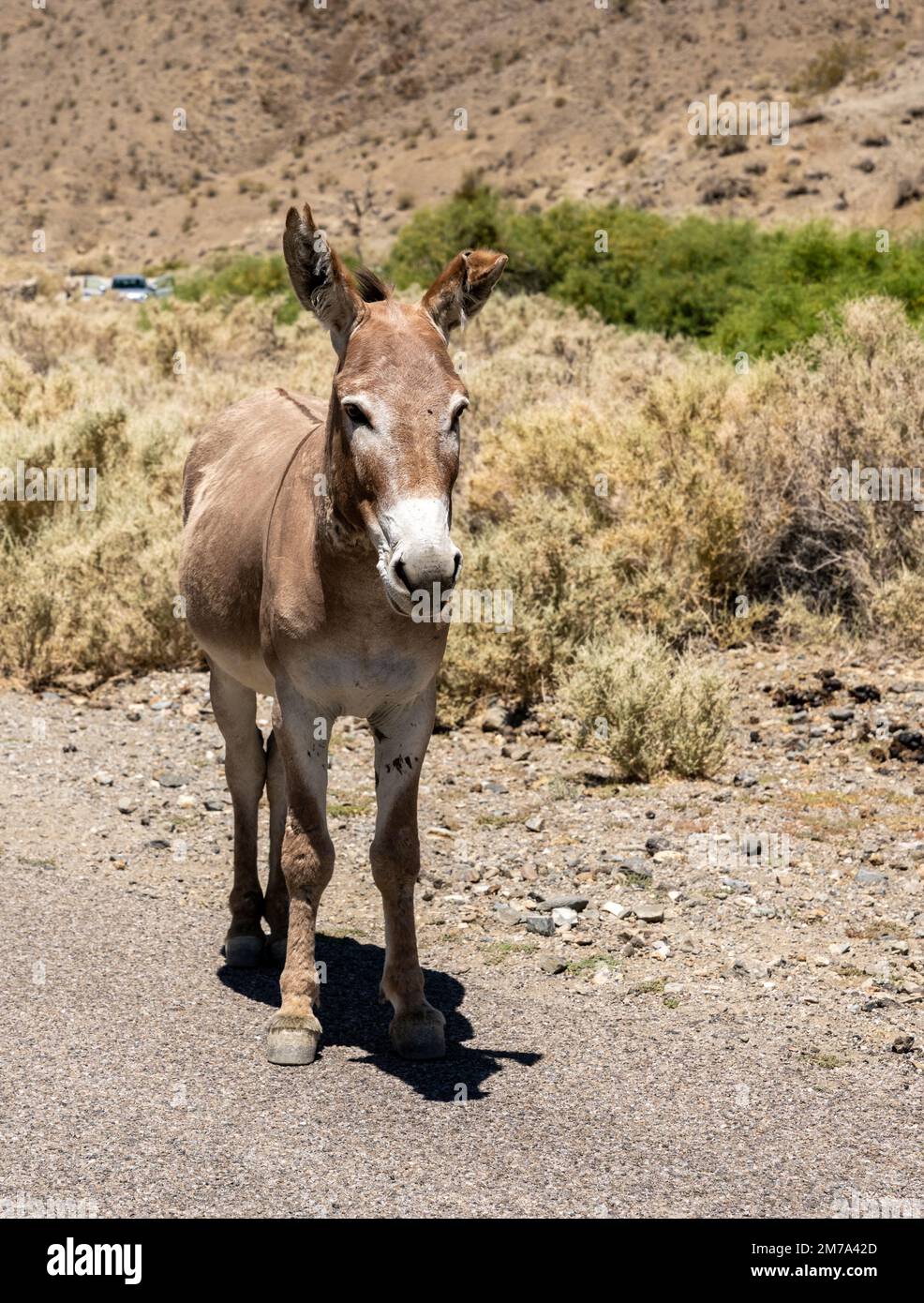 Single Wild Donkey Stands On The Edge Of The Road In Death Valley ...