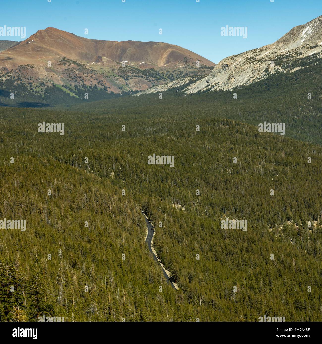 Small Stretch of Tioga Road Through The Thick Forest from a high ...