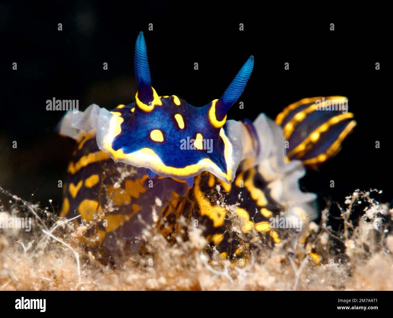 Regal Sea Goddess - Nudibranch Felimare picta Stock Photo - Alamy