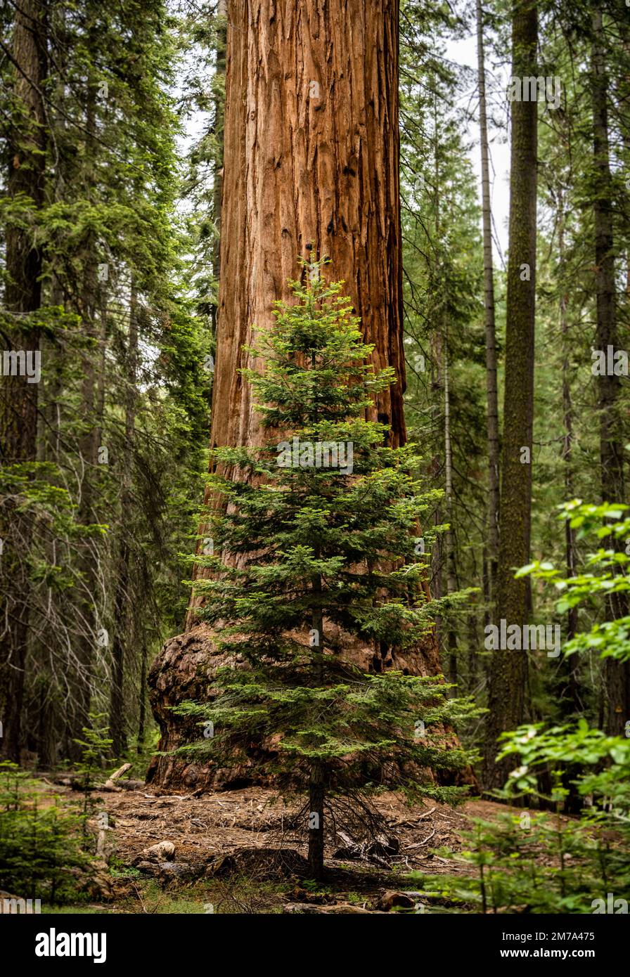 Standing In The Shadow of Giants in Sequoia Grove Stock Photo - Alamy