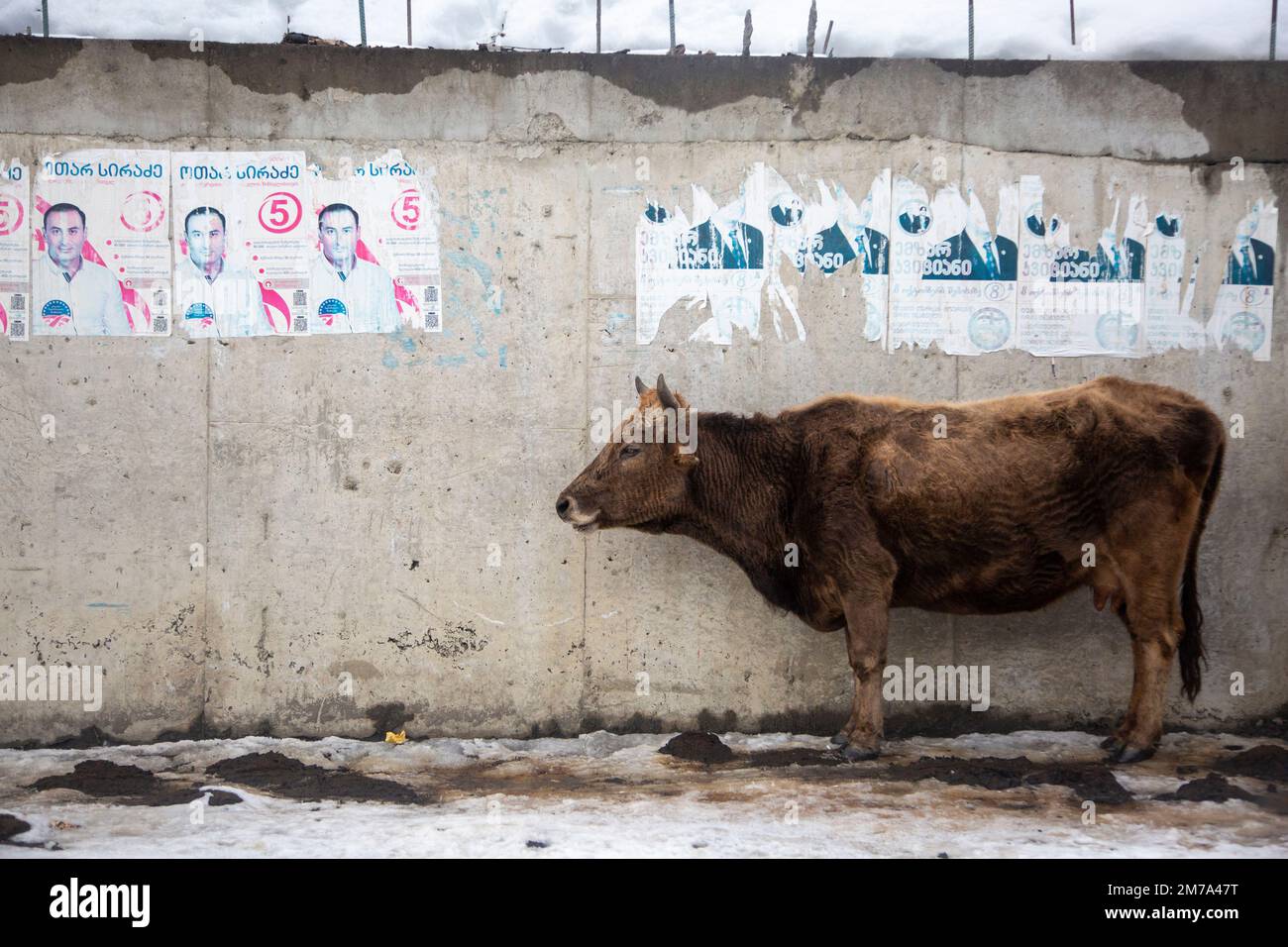 Cow poster hi-res stock photography and images - Alamy