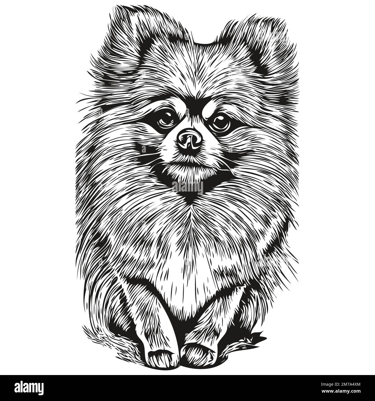 Spitz dog cartoon illustration hi-res stock photography and images - Alamy