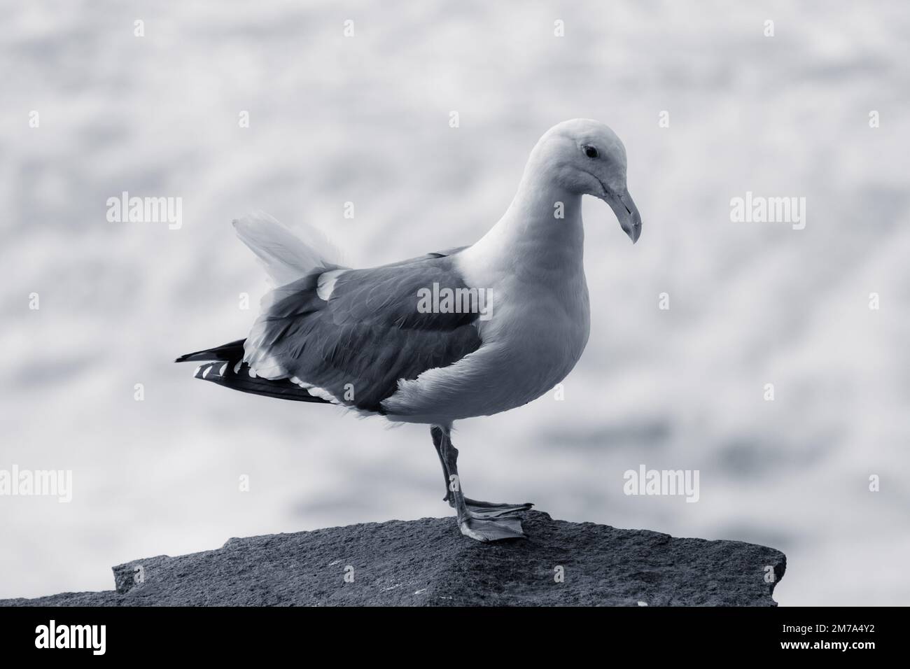 Friendly seagull hi-res stock photography and images - Alamy