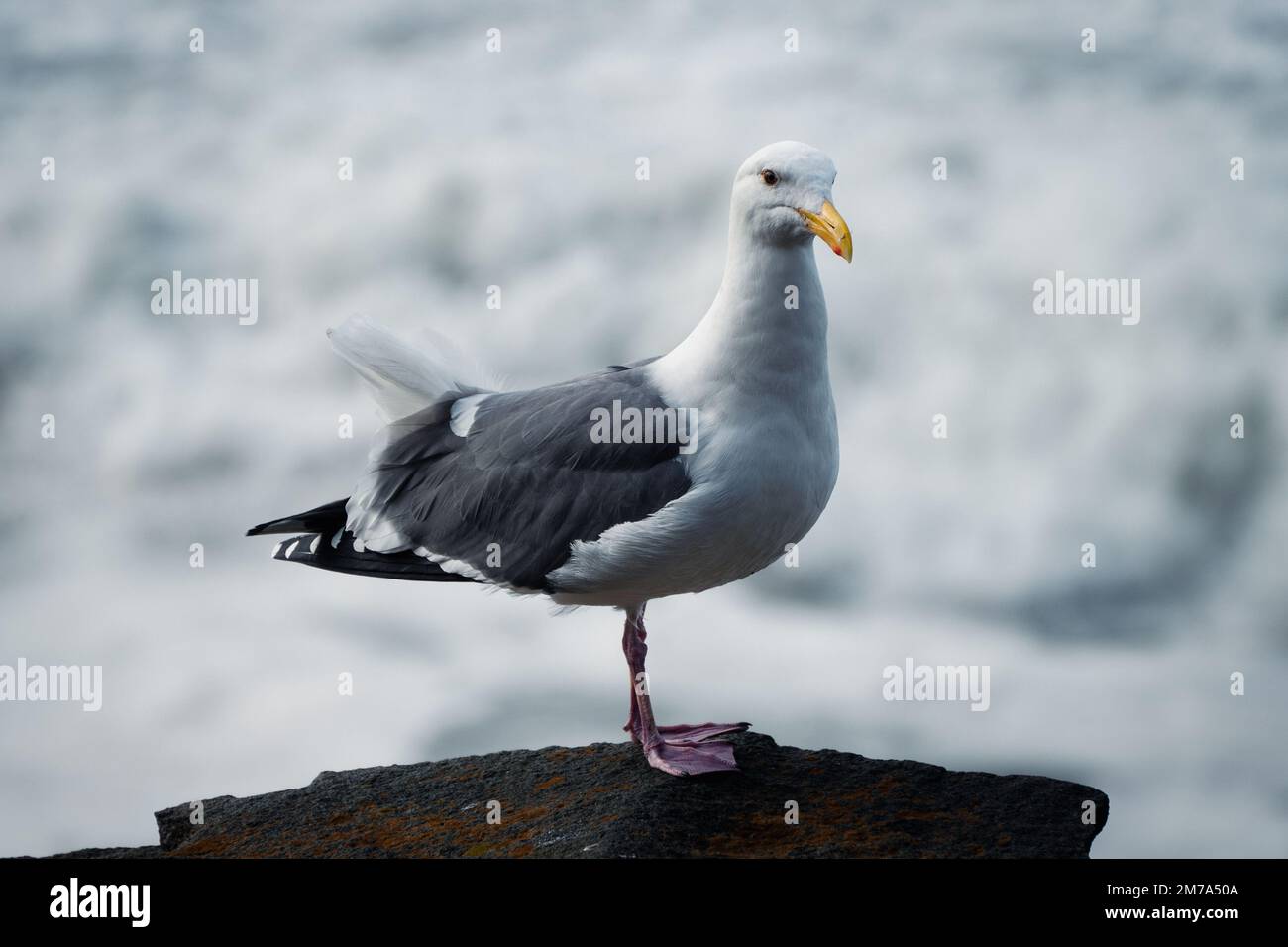 Close up portrait of a seagull Stock Photo - Alamy