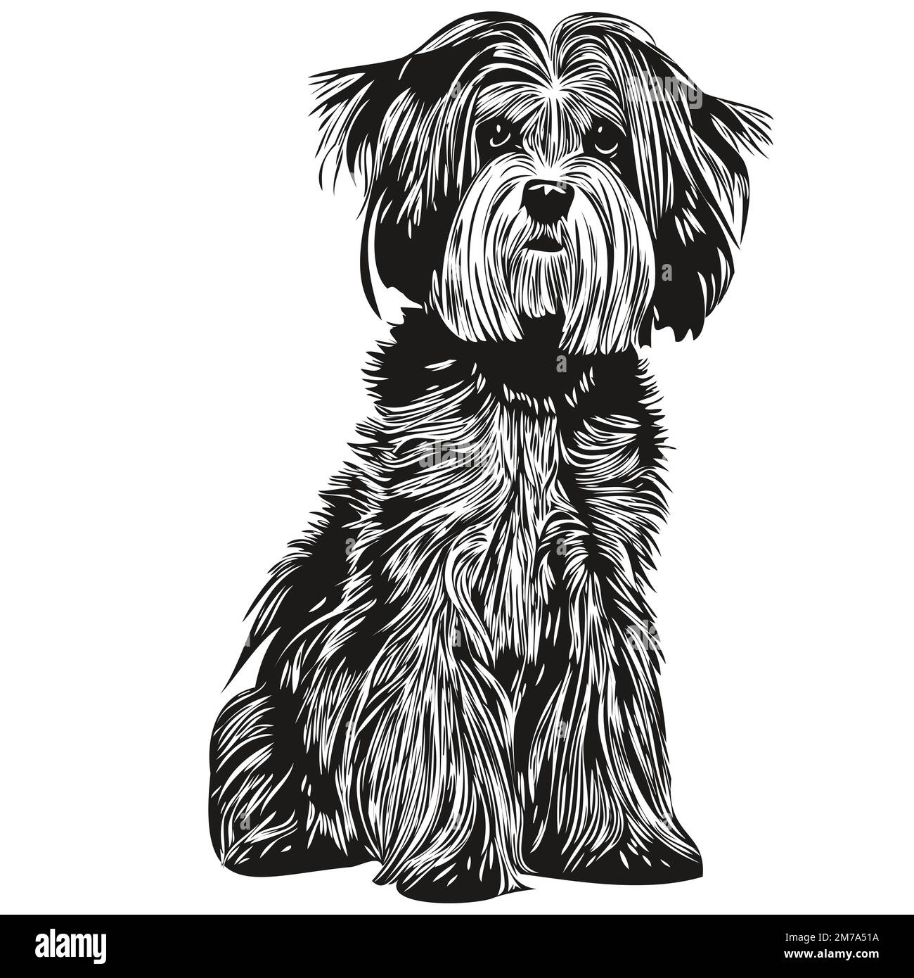Havanese dog hi-res stock photography and images - Alamy