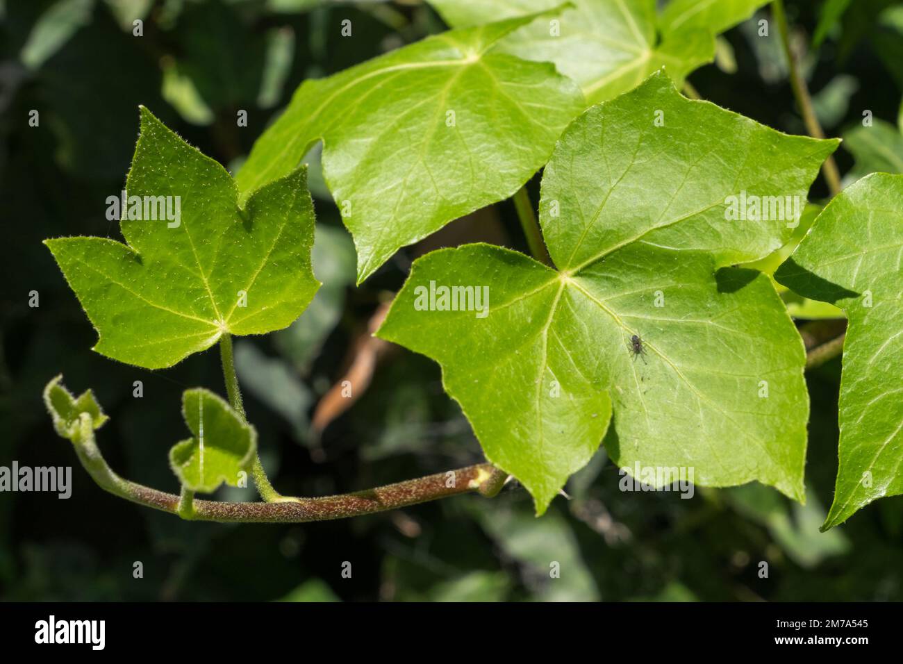 Detail of the green leaves of a vine illuminated by the sun, with a ...