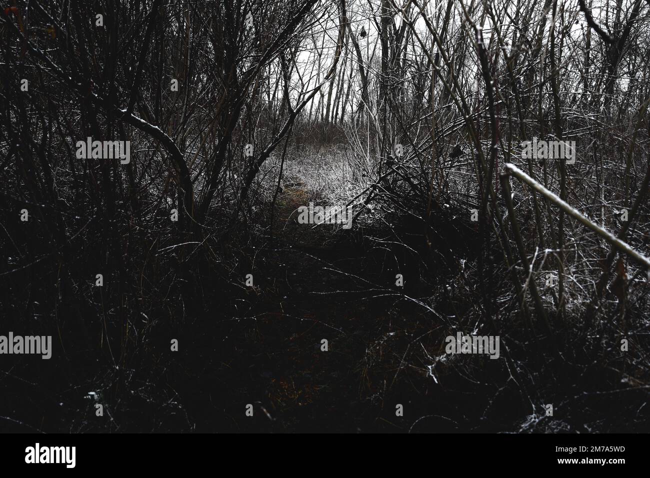Black metal forest, foggy dark spooky forest, dark horror atmosphere ...