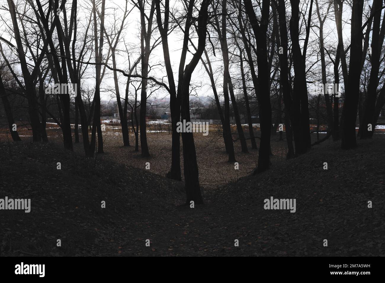 Black metal forest, foggy dark spooky forest, dark horror atmosphere ...