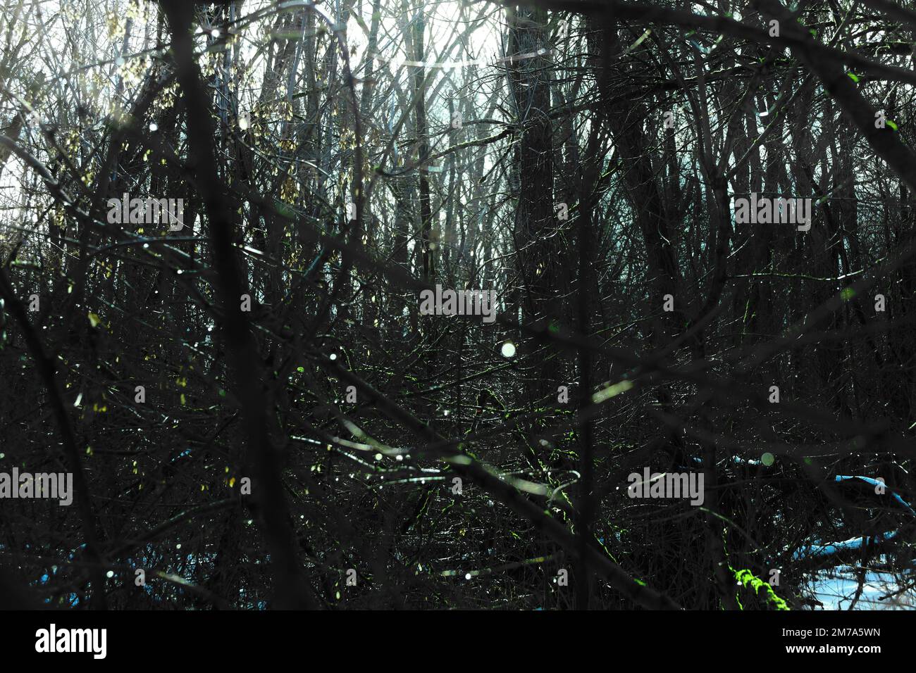 Black metal forest, foggy dark spooky forest, dark horror atmosphere ...