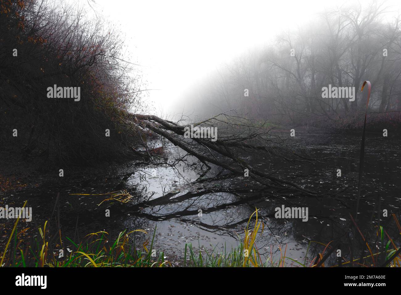 Black metal forest, foggy dark spooky forest, dark horror atmosphere ...