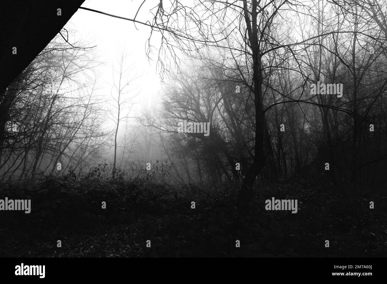 Black metal forest, foggy dark spooky forest, dark horror atmosphere ...
