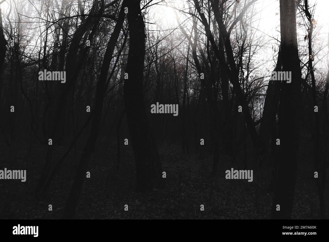 Black metal forest, foggy dark spooky forest, dark horror atmosphere ...