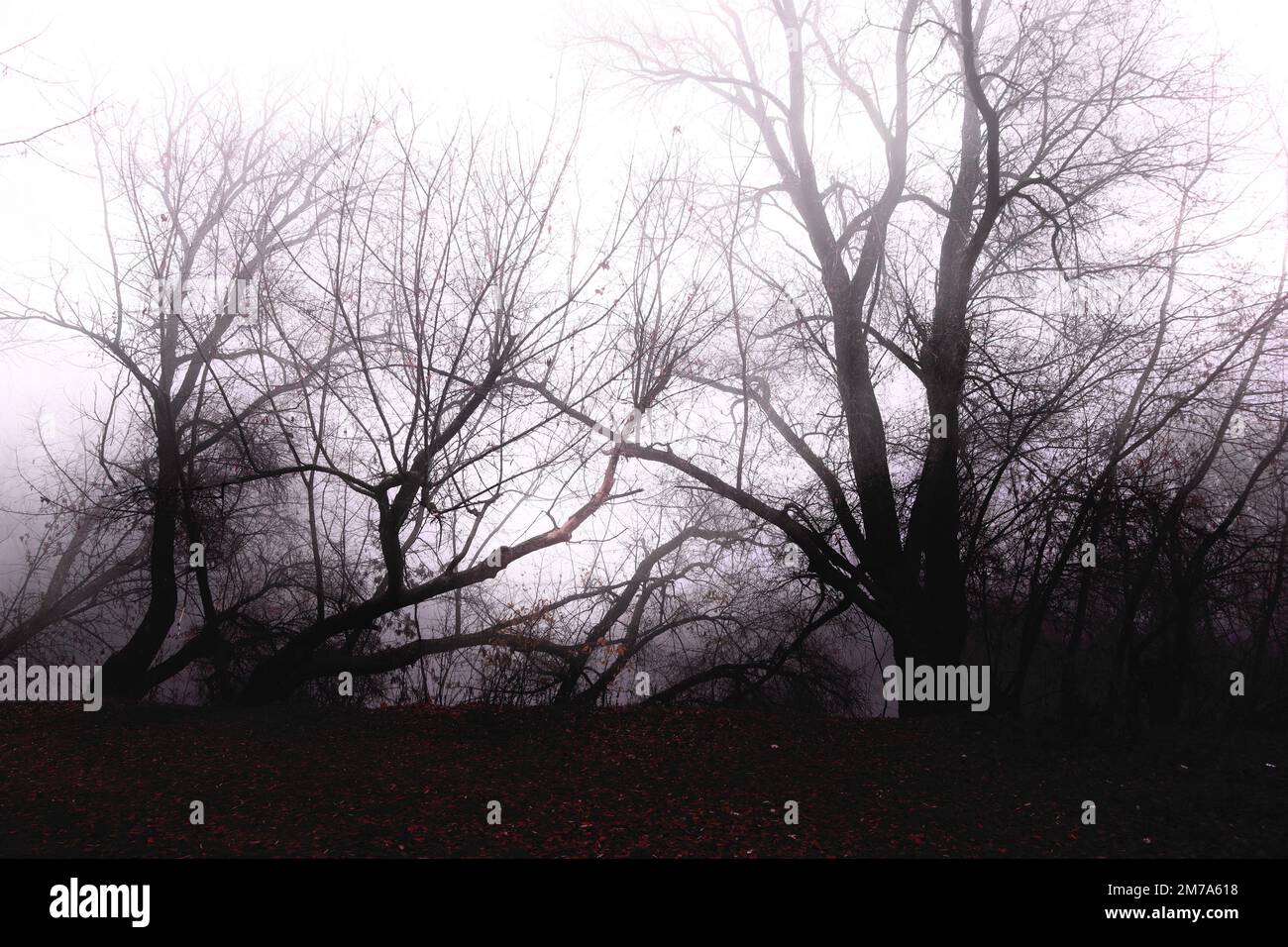 Black metal forest, foggy dark spooky forest, dark horror atmosphere ...