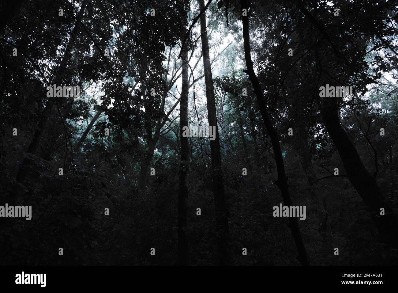 Black metal forest, foggy dark spooky forest, dark horror atmosphere ...