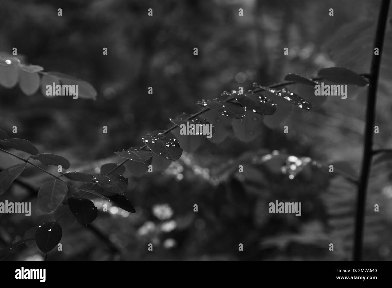 Black metal forest, foggy dark spooky forest, dark horror atmosphere ...