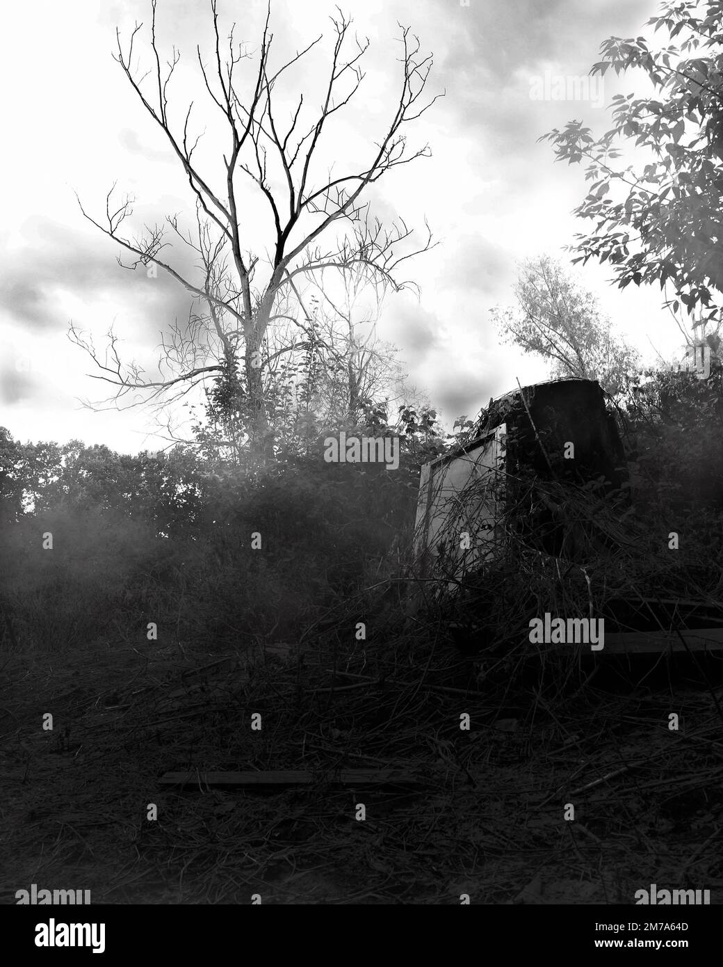 Black metal forest, foggy dark spooky forest, dark horror atmosphere ...