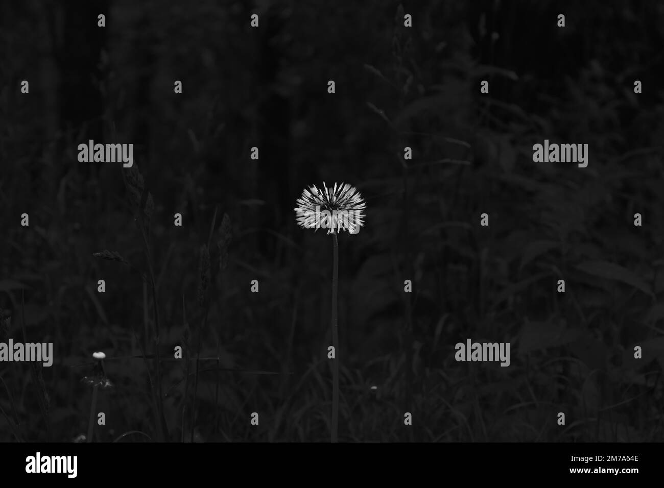 Black metal forest atmosphere Black and White Stock Photos & Images - Alamy