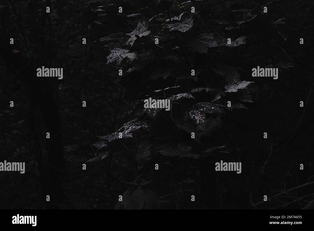 Black metal forest, foggy dark spooky forest, dark horror atmosphere ...