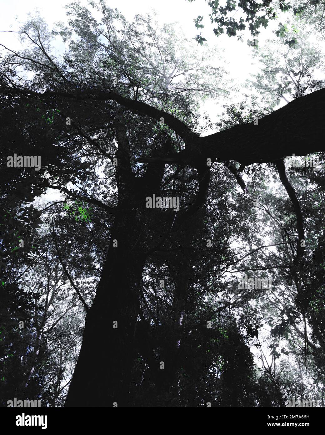 Black metal forest, foggy dark spooky forest, dark horror atmosphere ...