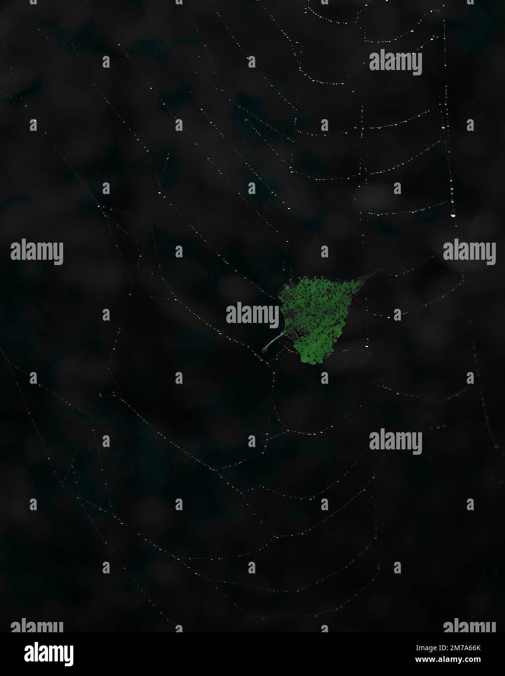 Black metal forest, foggy dark spooky forest, dark horror atmosphere ...