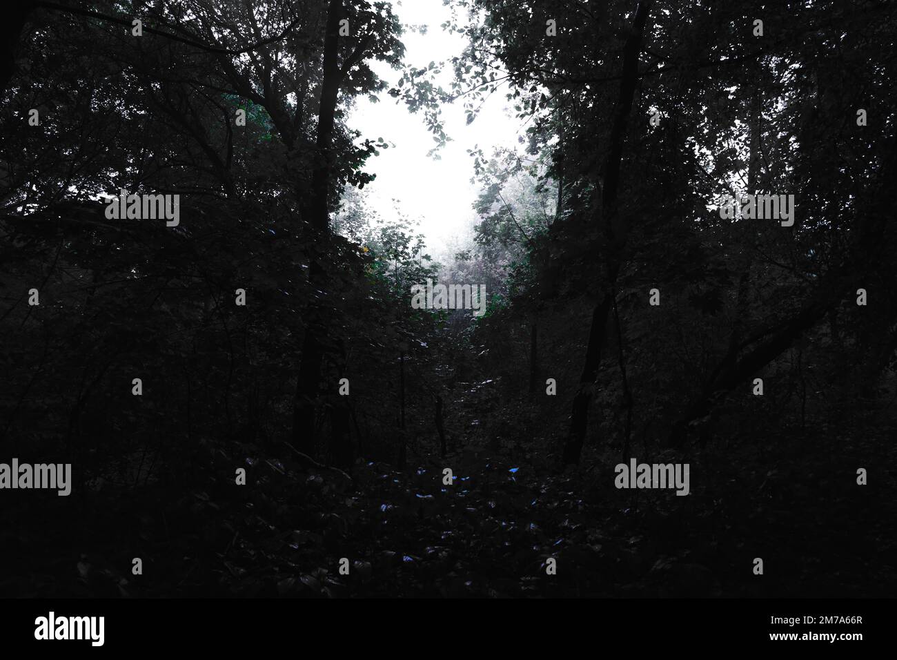 Black metal forest, foggy dark spooky forest, dark horror atmosphere ...