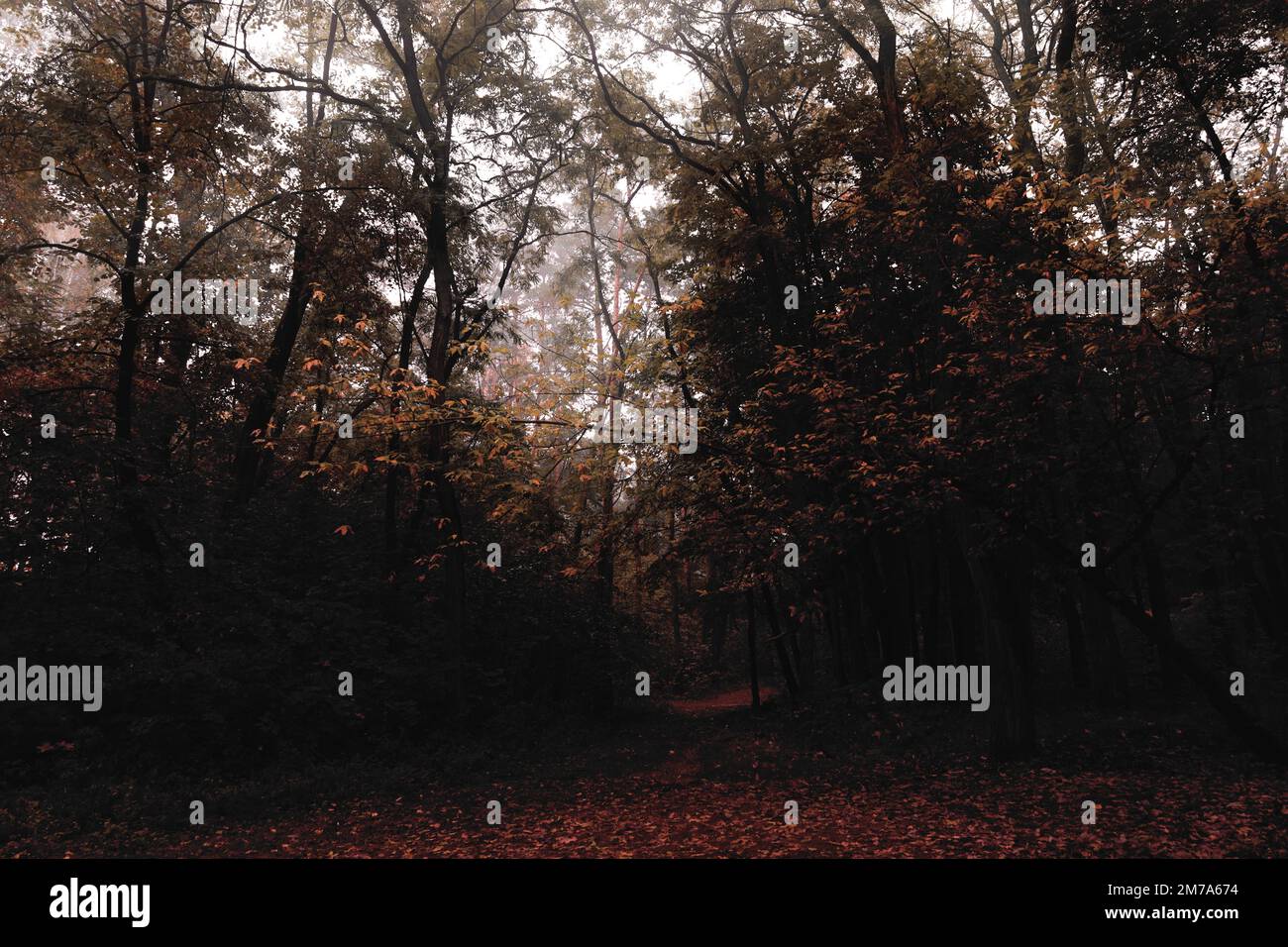 Black metal forest, foggy dark spooky forest, dark horror atmosphere ...