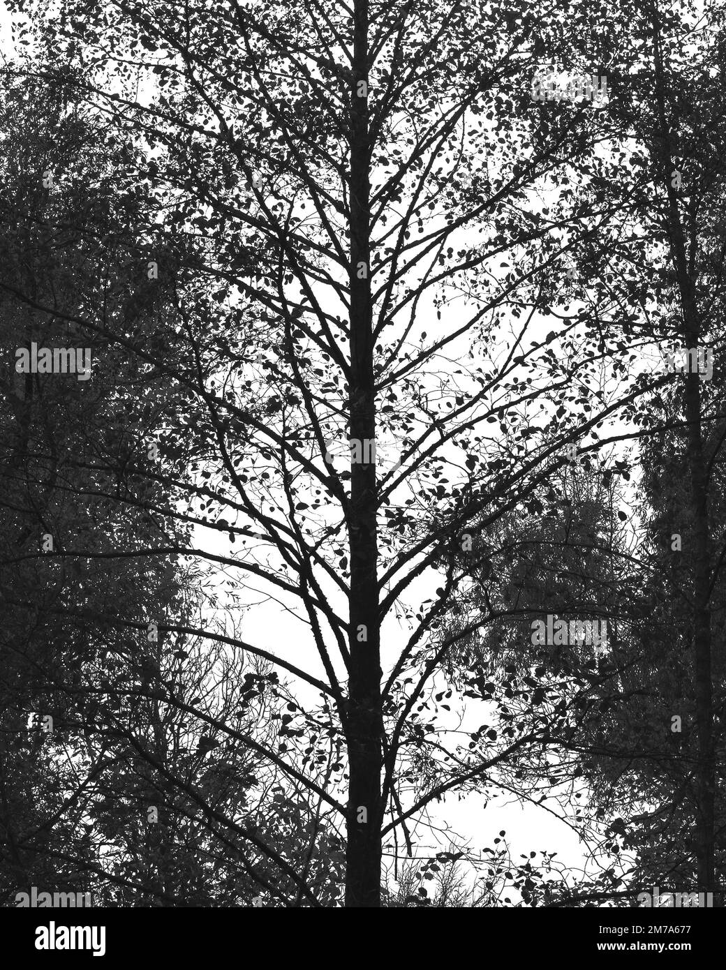 Black metal forest, foggy dark spooky forest, dark horror atmosphere ...