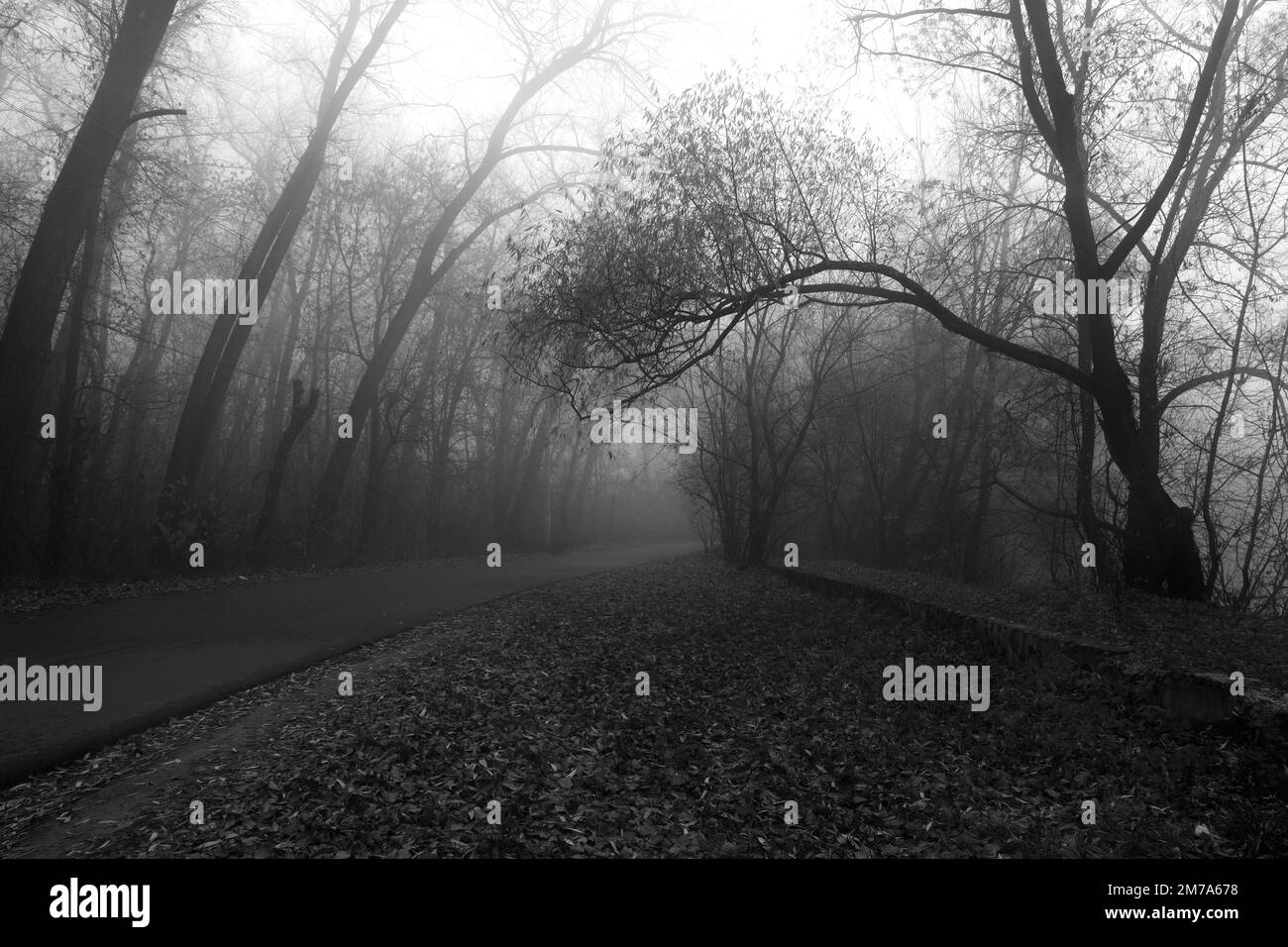 Black metal forest, foggy dark spooky forest, dark horror atmosphere ...